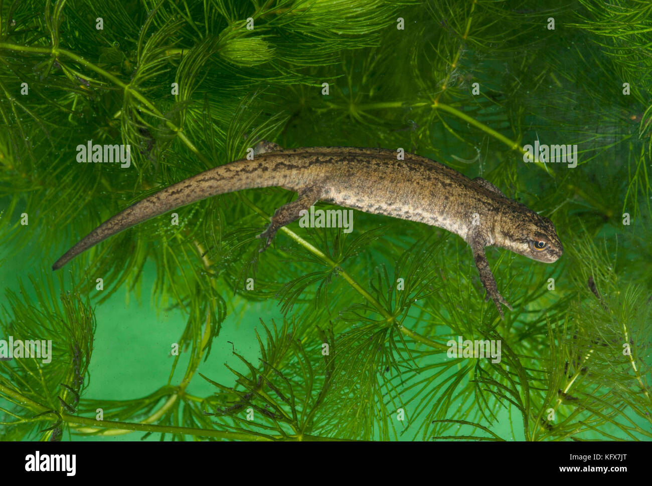 Smooth Newt, Triturus vulgaris, swimming in pond and weed, garden Stock ...