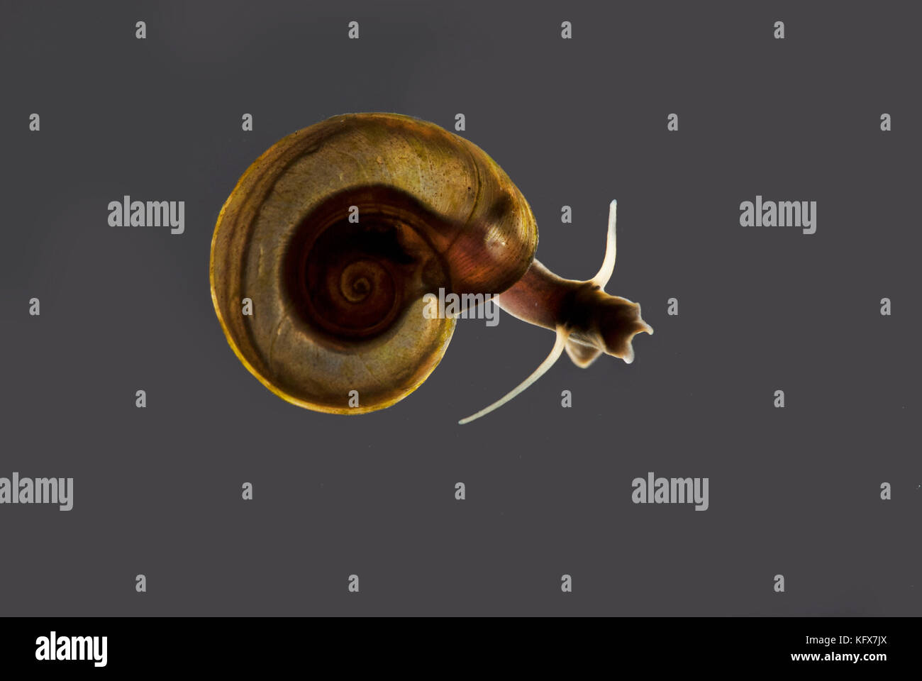 Ramshorn Snail, Planorbis species, in pond, backlight showing curl of ...