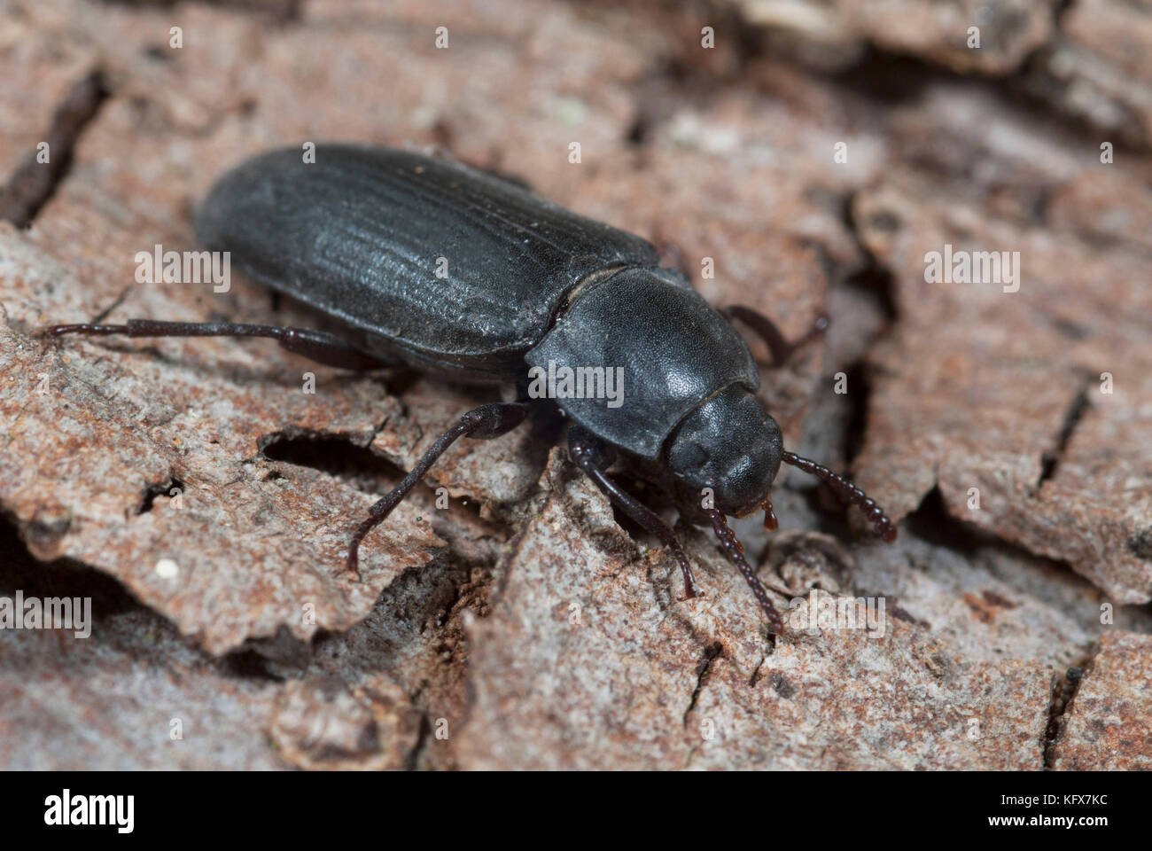 Groundbeetle, Pterostichus nigrita, on bark of tree stump in garden ...