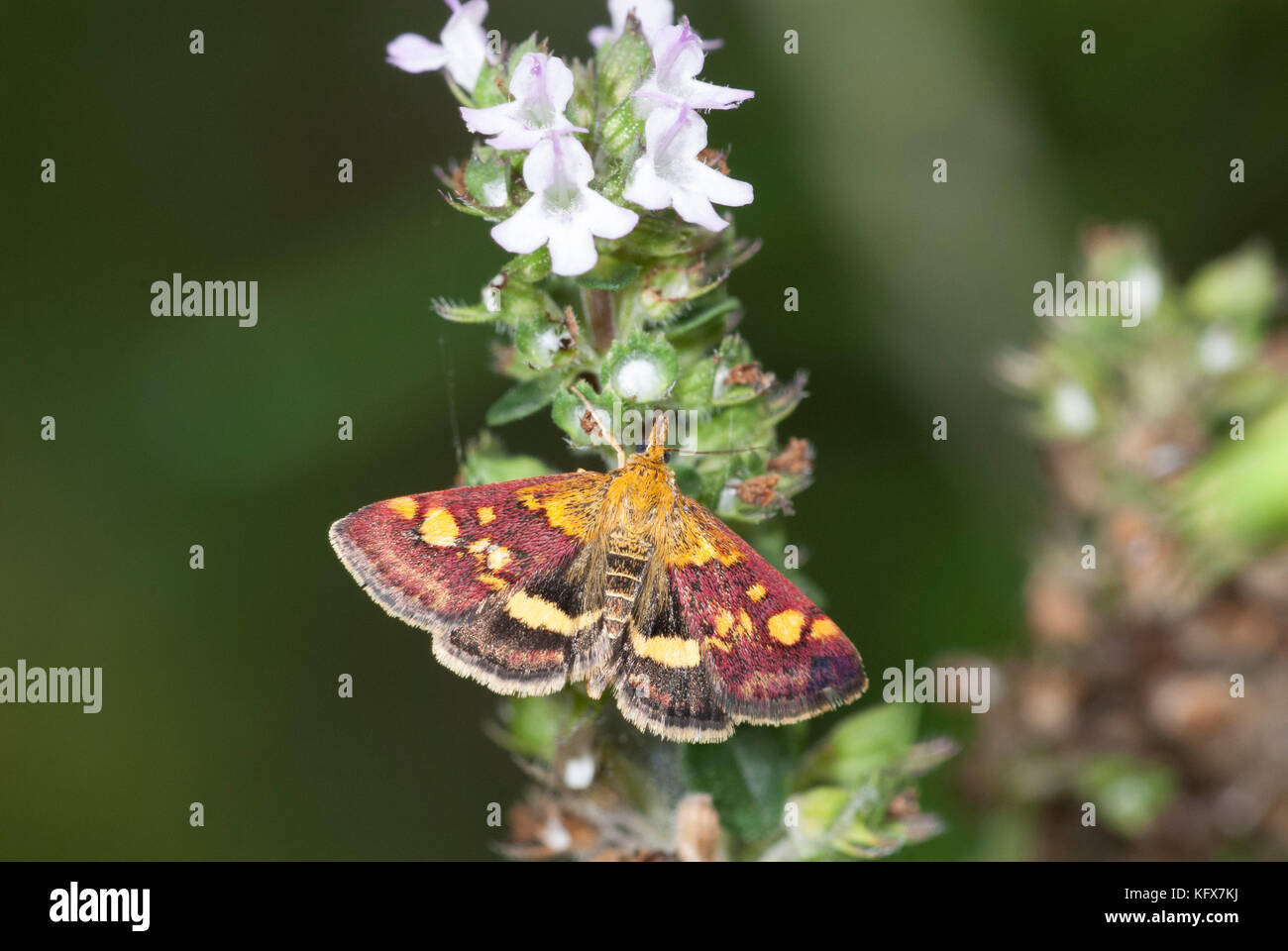 Small Pyralid Moth, Pyrausta purpuralis, on flowering thyme, foodplant ...
