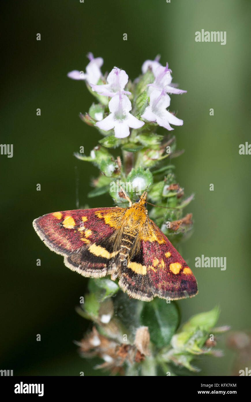 Pyralid moth hi-res stock photography and images - Alamy
