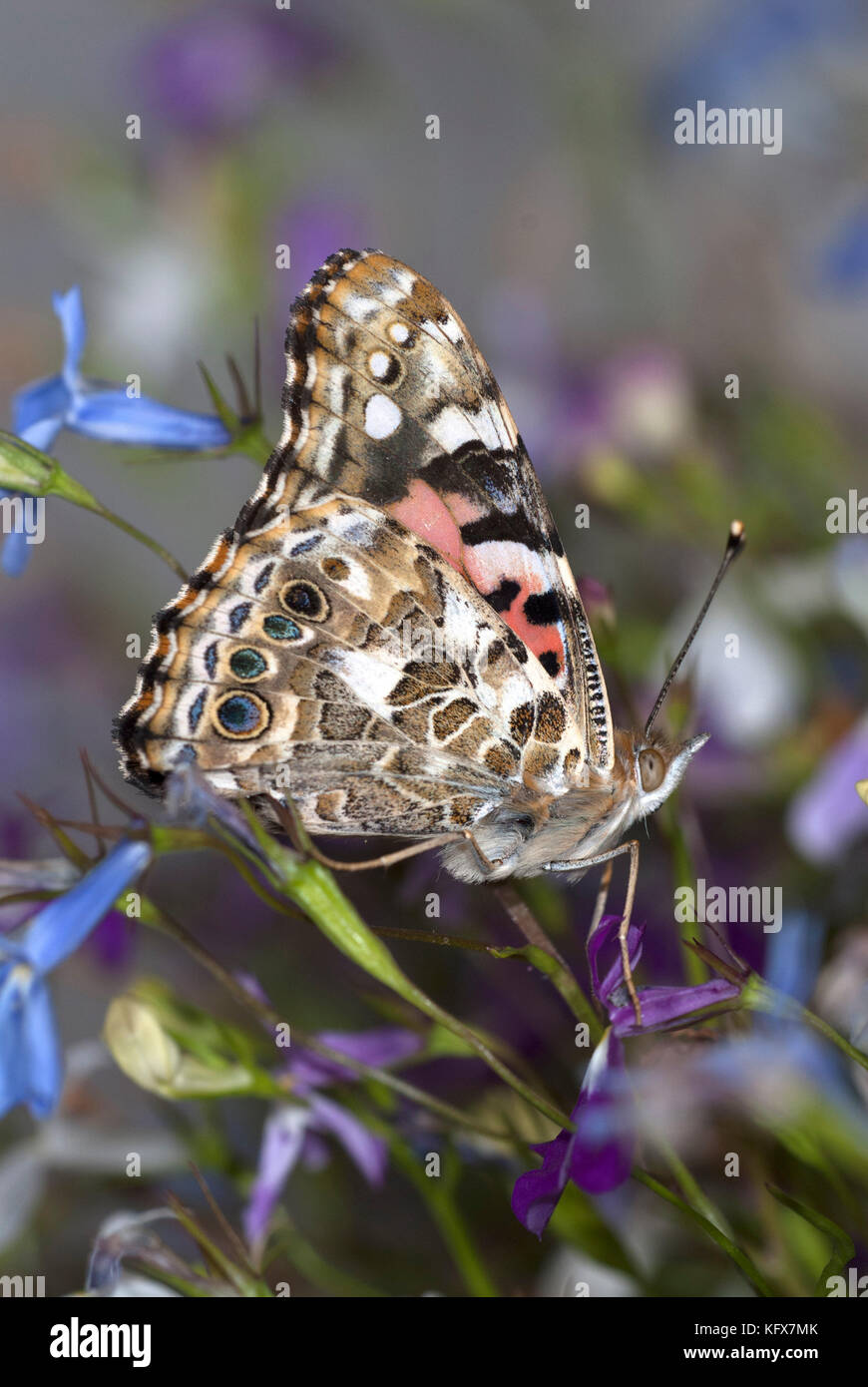 Painted Lady Butterfly, Cynthia cardui, side view with wings closed on ...