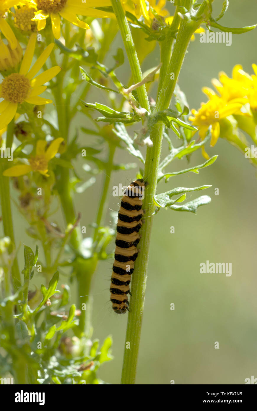 Cinnabar Moth Caterpillar, feeding on ragwort, stores the poison from ...