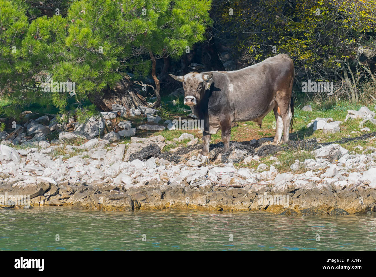 Cows at Soline Bay in Krk Island, Croatia Stock Photo - Alamy