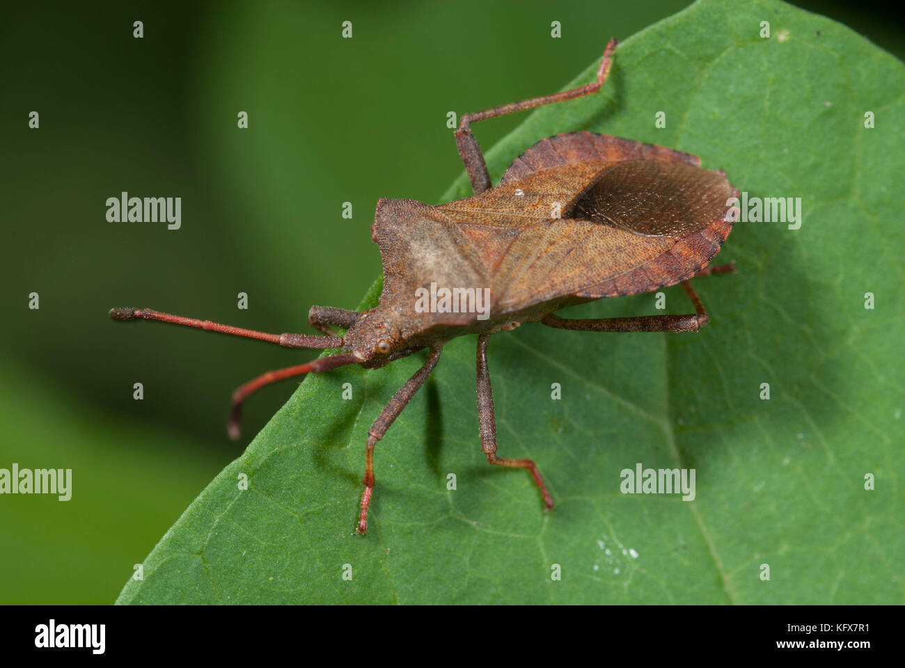 Brown Shield Bug, Coreus marginatus, on leaf in garden, squash bug ...