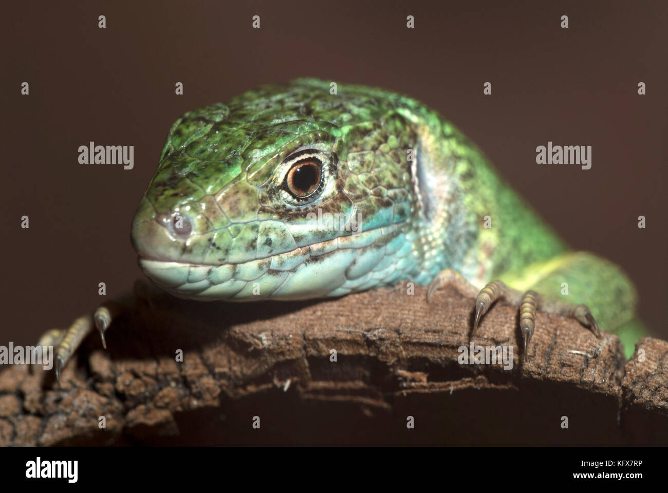 British reptile species hi-res stock photography and images - Alamy