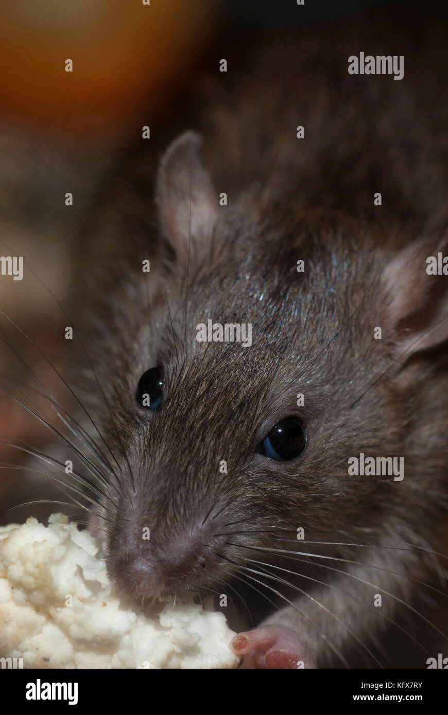 Black Rat, Rattus rattus, feeding on piece of cauliflower, large ears ...