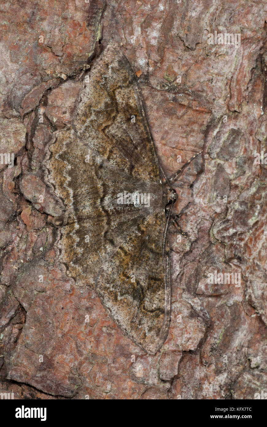 Mottled beauty moth hi-res stock photography and images - Alamy