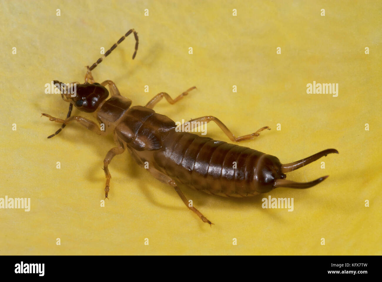 Earwig, Forficula auricularia, adult on petal of yellow rose flower in ...
