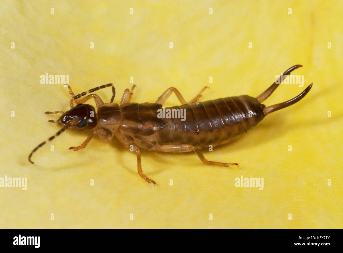 Earwig, Forficula auricularia, adult on petal of yellow rose flower in ...