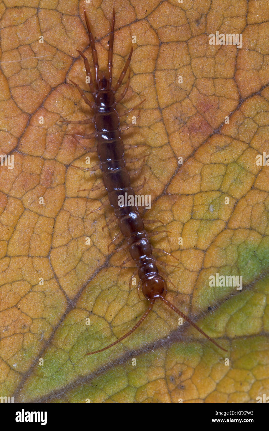 Common Centipede, Lithobius species, on leaf in garden, showing head ...
