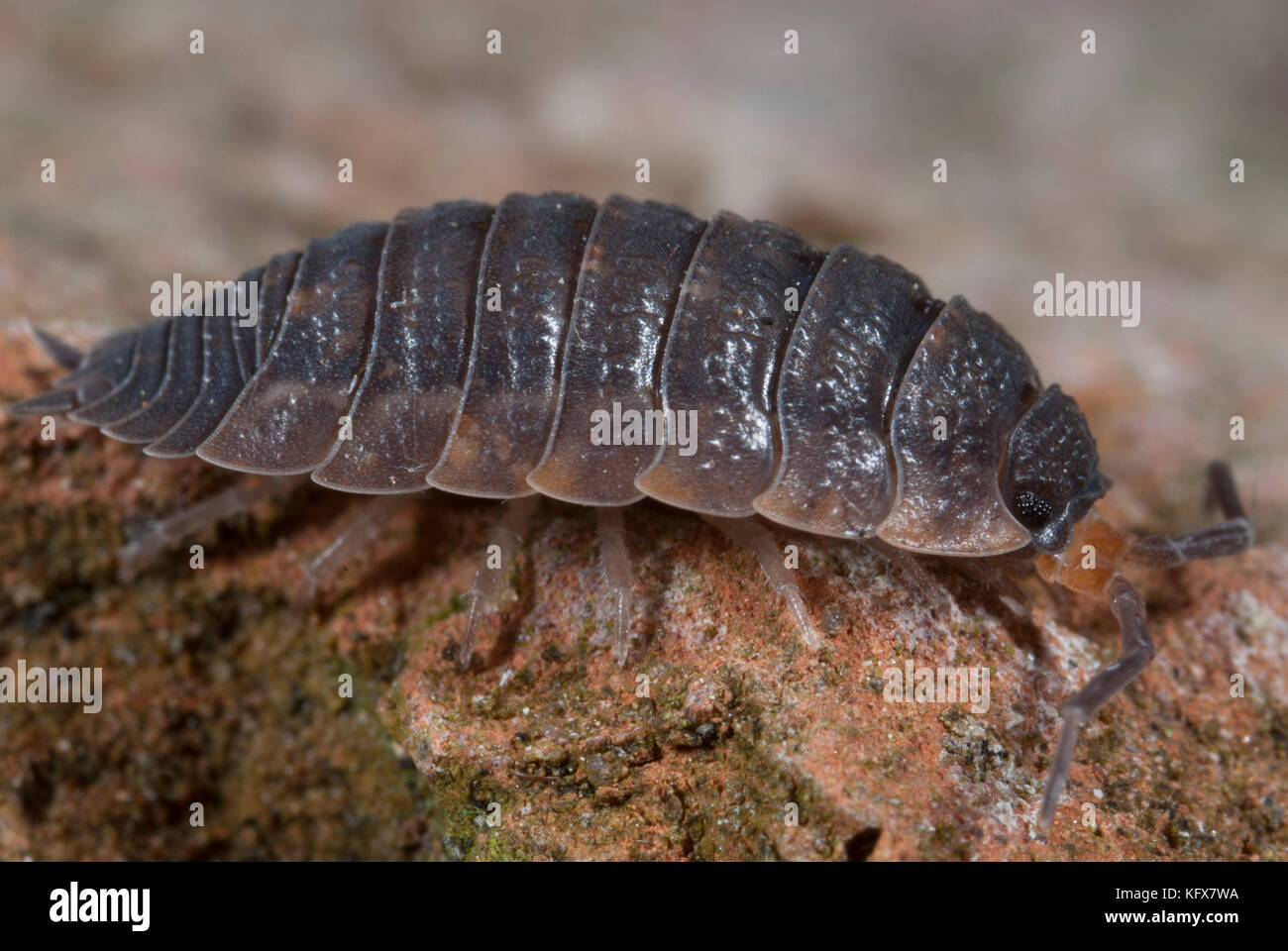 Common Woodlouse, Oniscus asellus, on old brick in garden, segmented ...