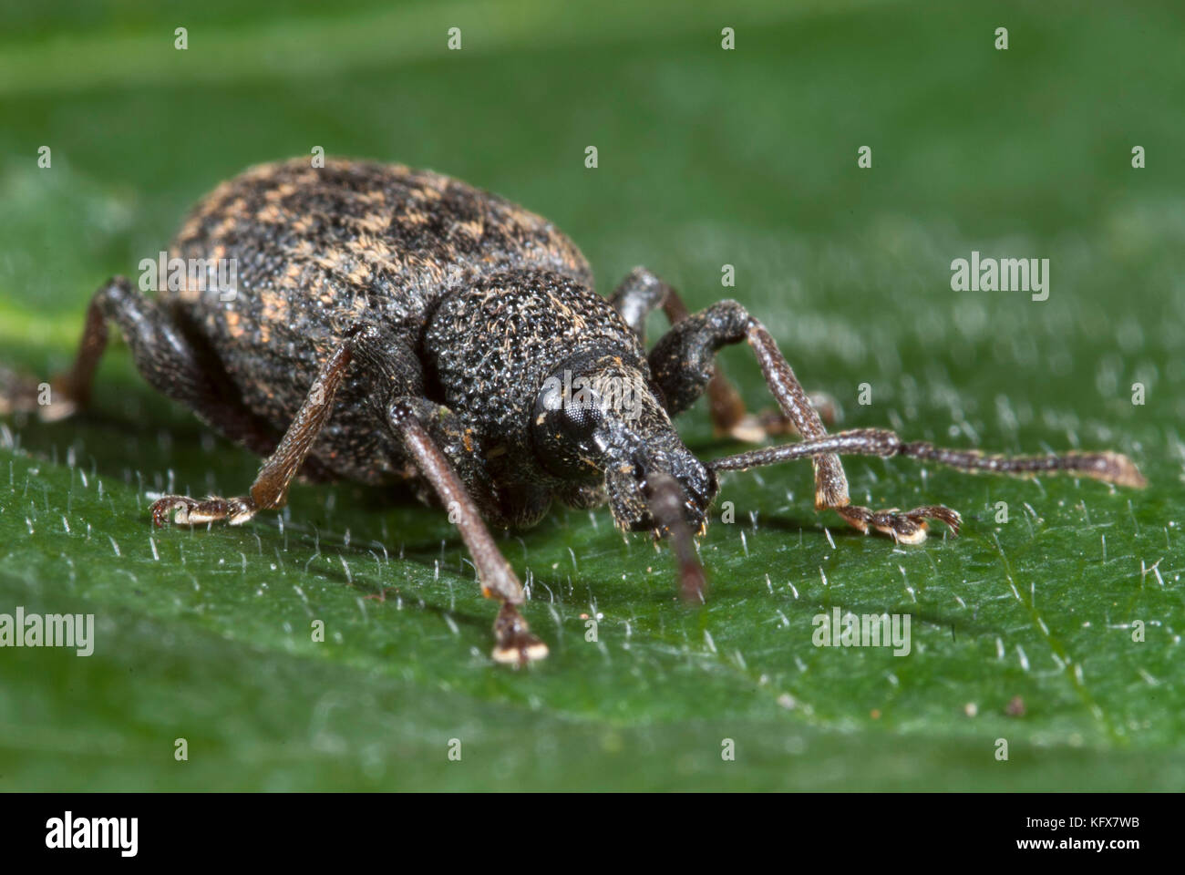 Pest eating hi-res stock photography and images - Alamy