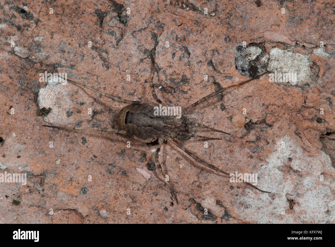 Uk house spiders hi-res stock photography and images - Alamy