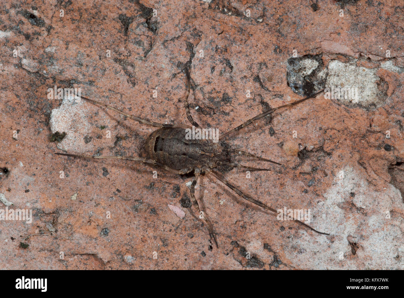 Spider hiding house hi-res stock photography and images - Alamy