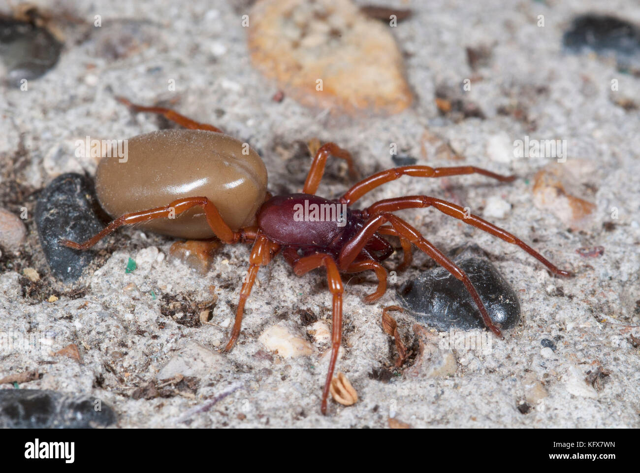 Floor spider hi-res stock photography and images - Alamy