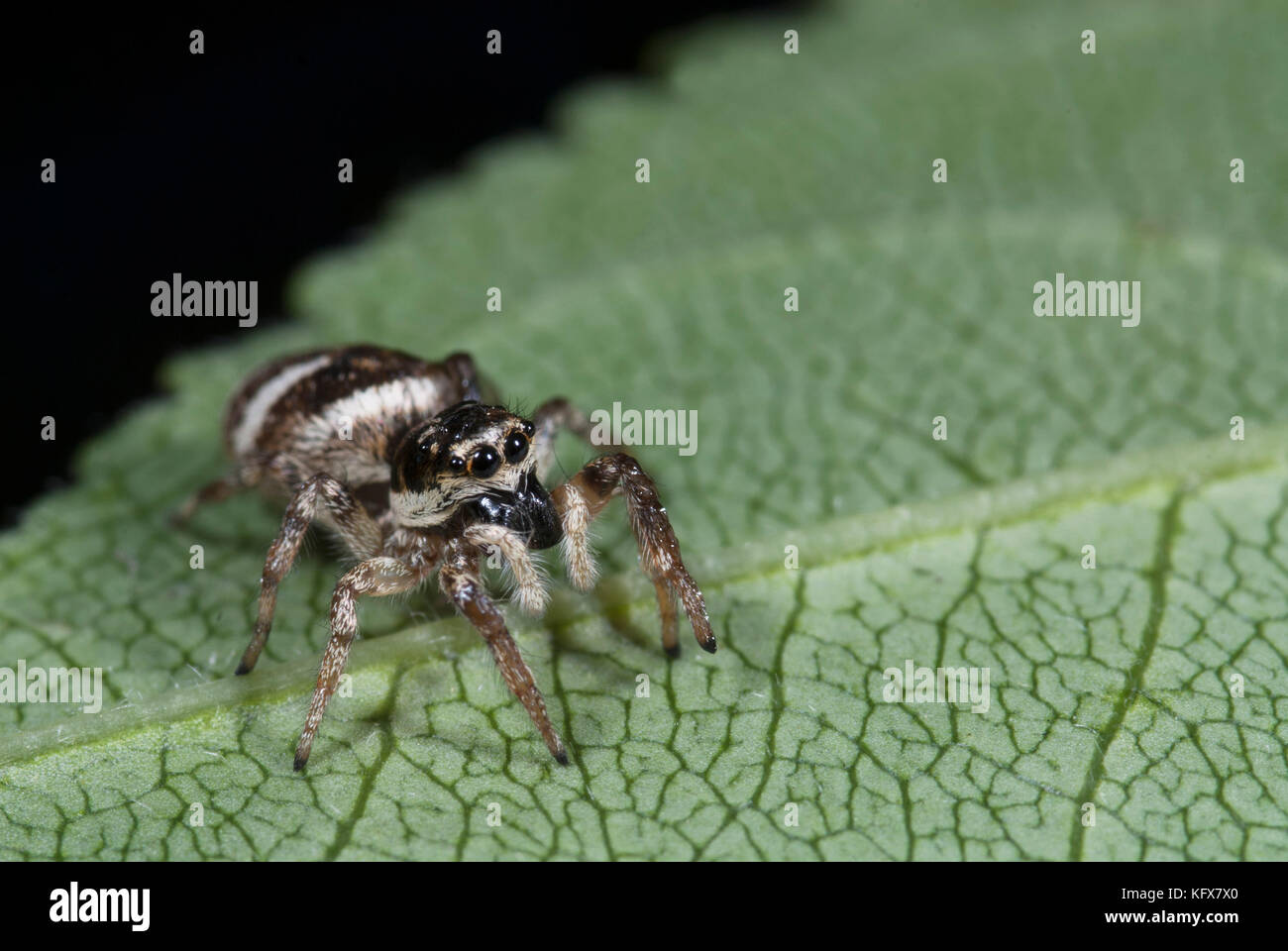 Zebra Jumping Spider, Salticus scenicus, can jump up to 4 inches, black ...