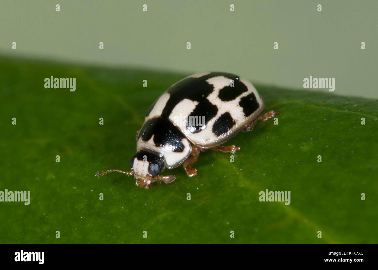 14-spotted Ladybird, Propylea quatuordecimpunctata, UK, garden, black ...