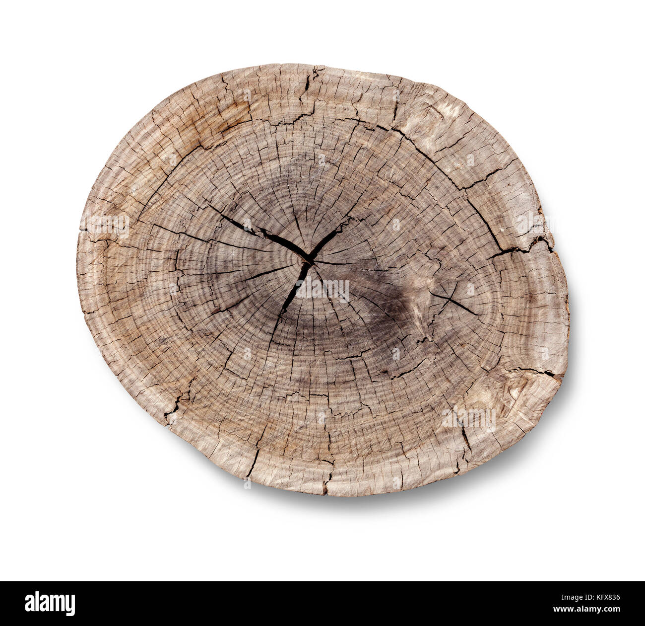 Top view of a tree stump isolated on white background with clipping ...