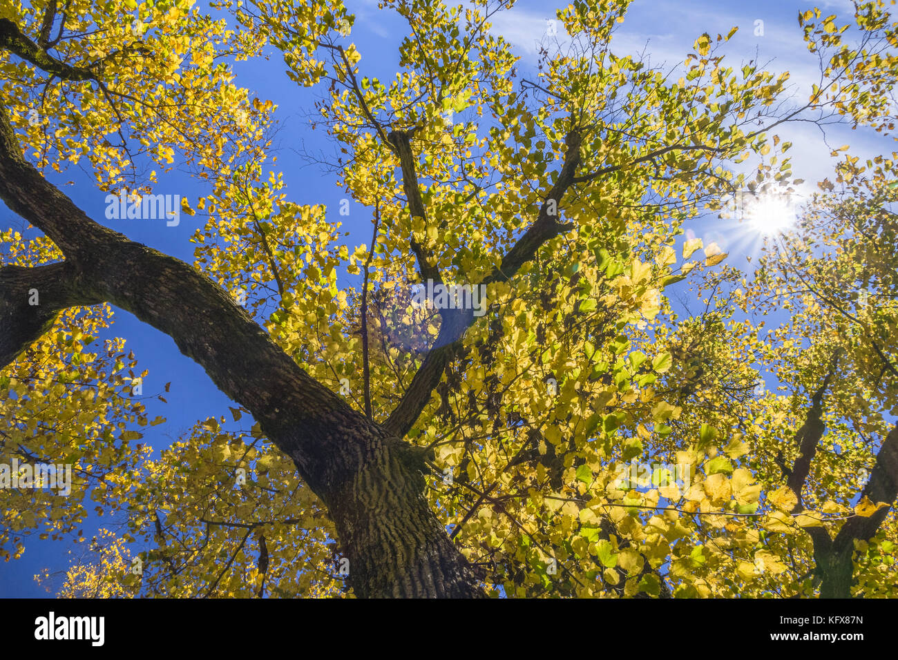 Colorful Lime tree in autumn Stock Photo - Alamy