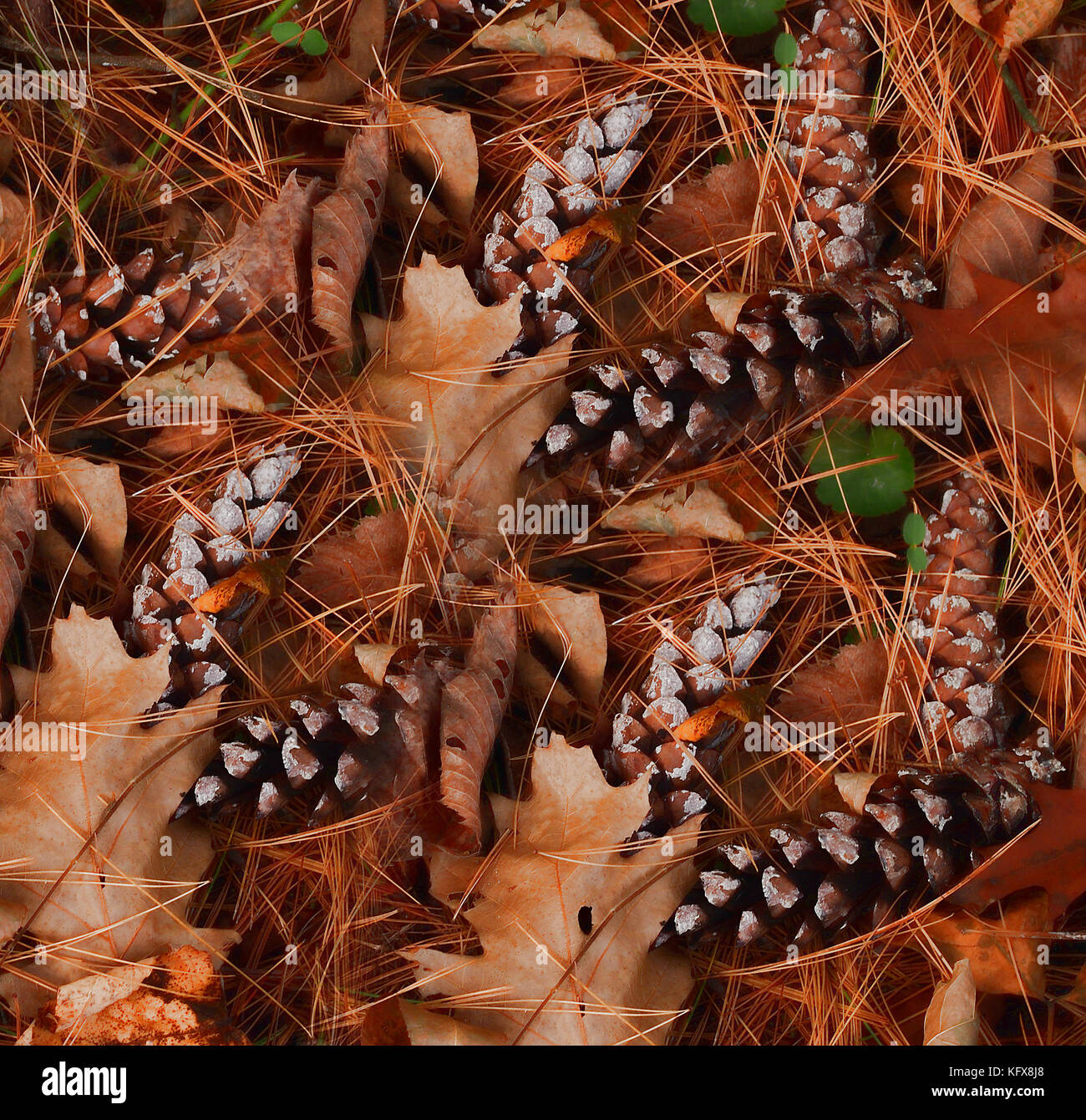 autumn pine cones Stock Photo - Alamy