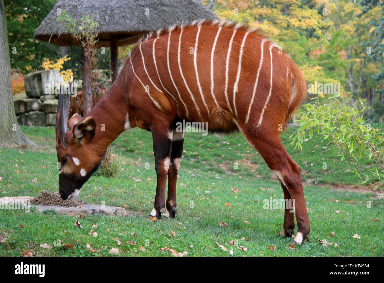 Bongo animal hi-res stock photography and images - Alamy