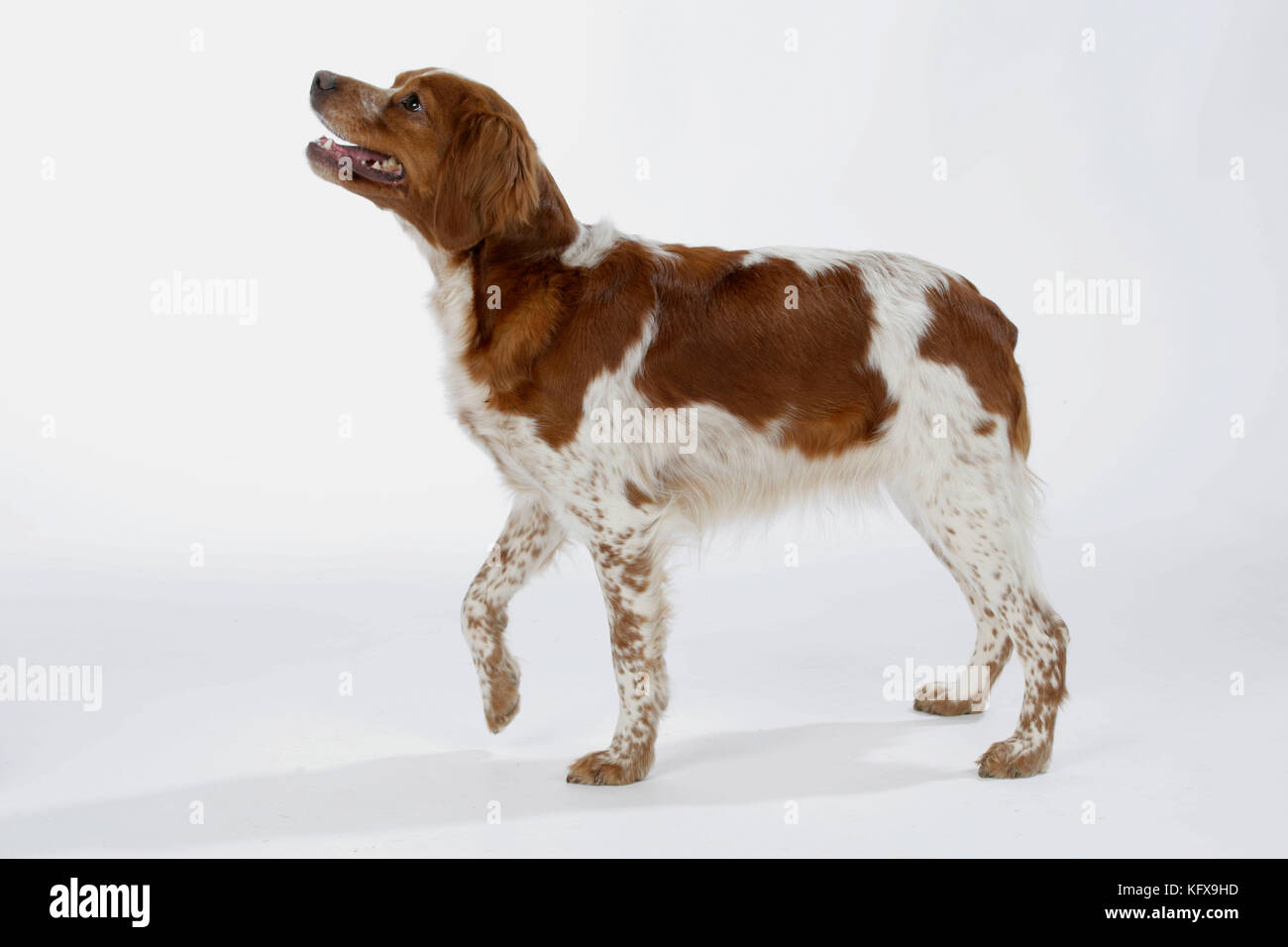 Brittany / Epagneul Breton DOG - female standing, side view Stock Photo ...