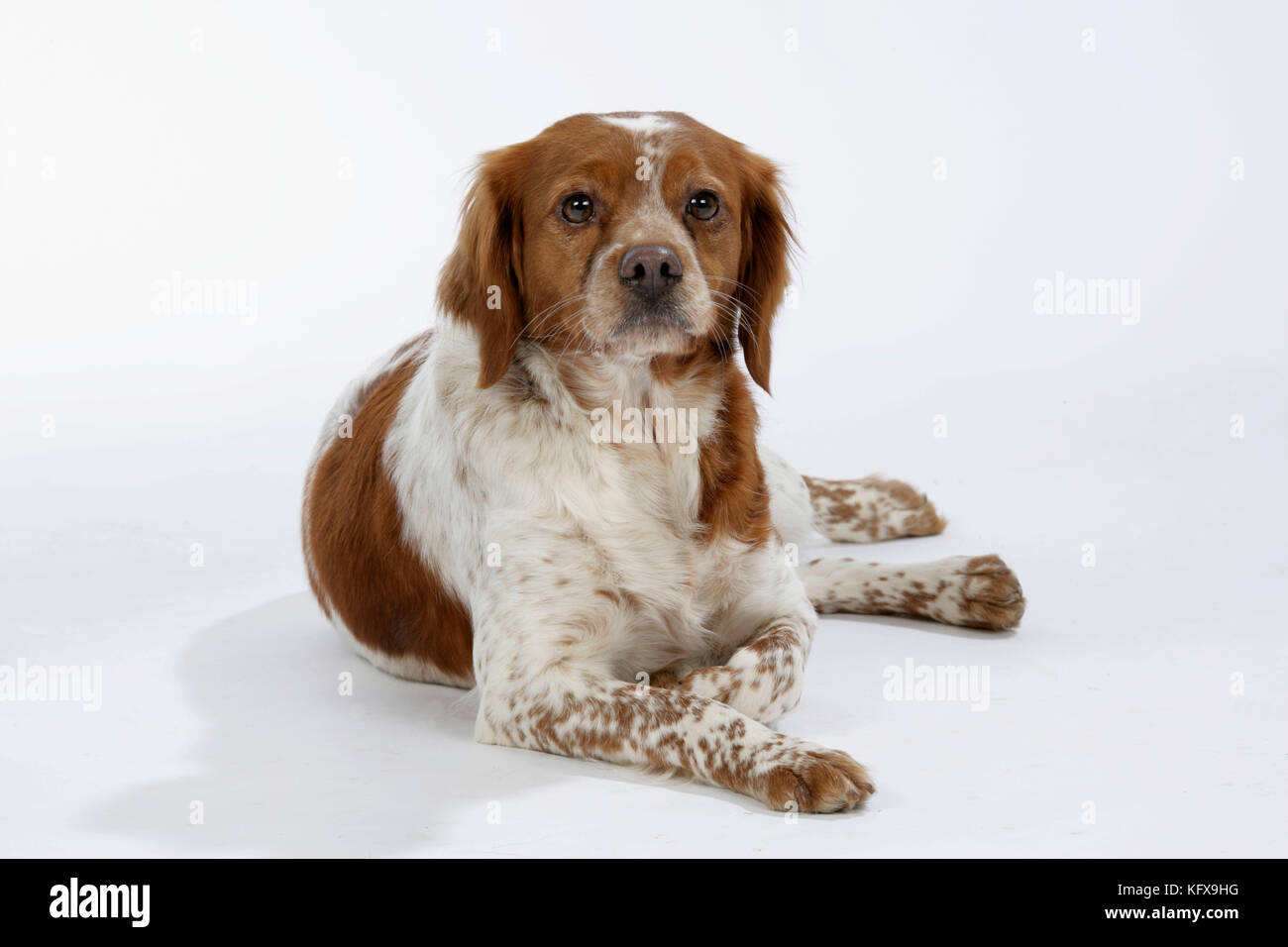 Brittany / Epagneul Breton DOG - female lying Stock Photo - Alamy