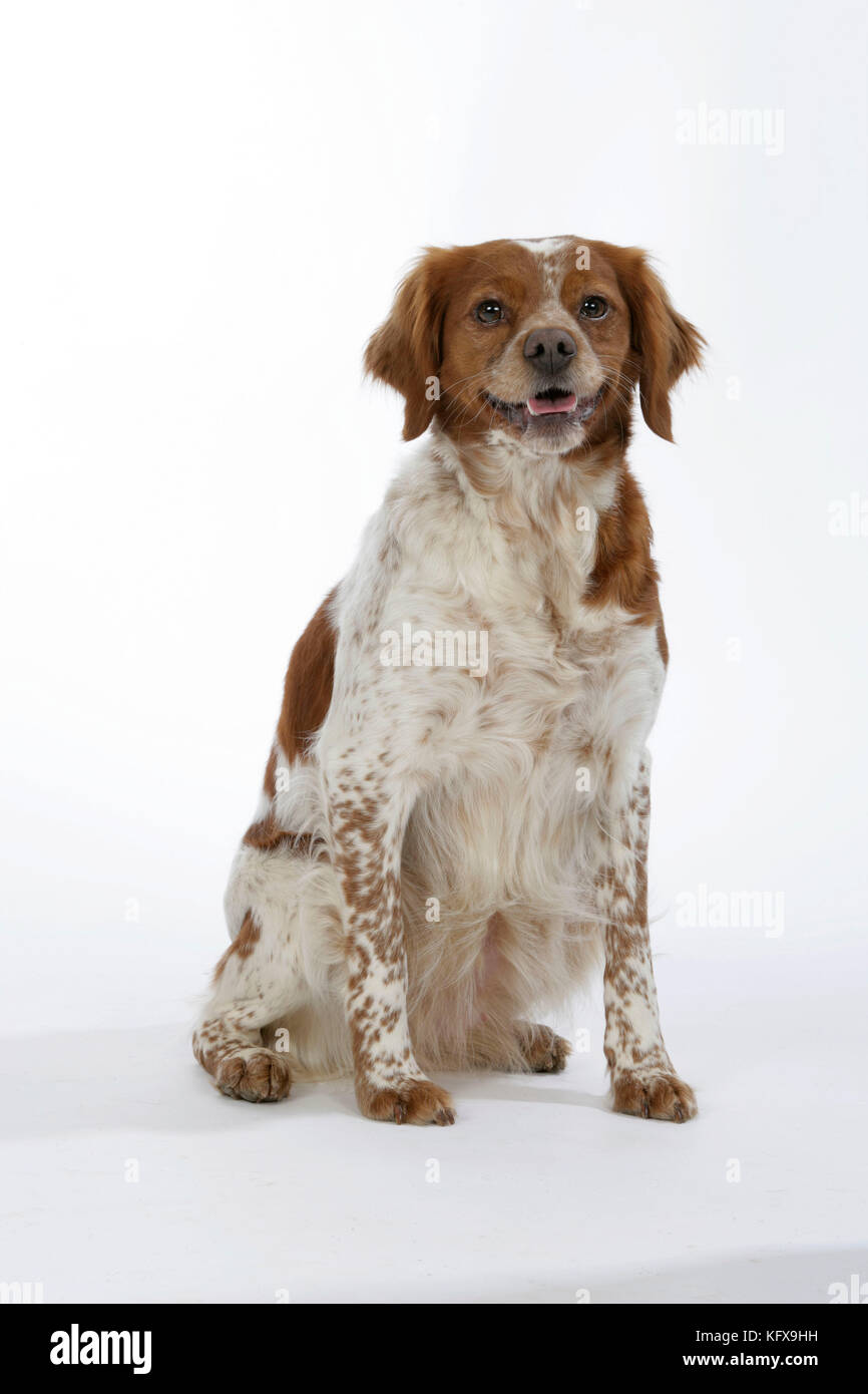 Brittany / Epagneul Breton DOG - female, sitting Stock Photo - Alamy