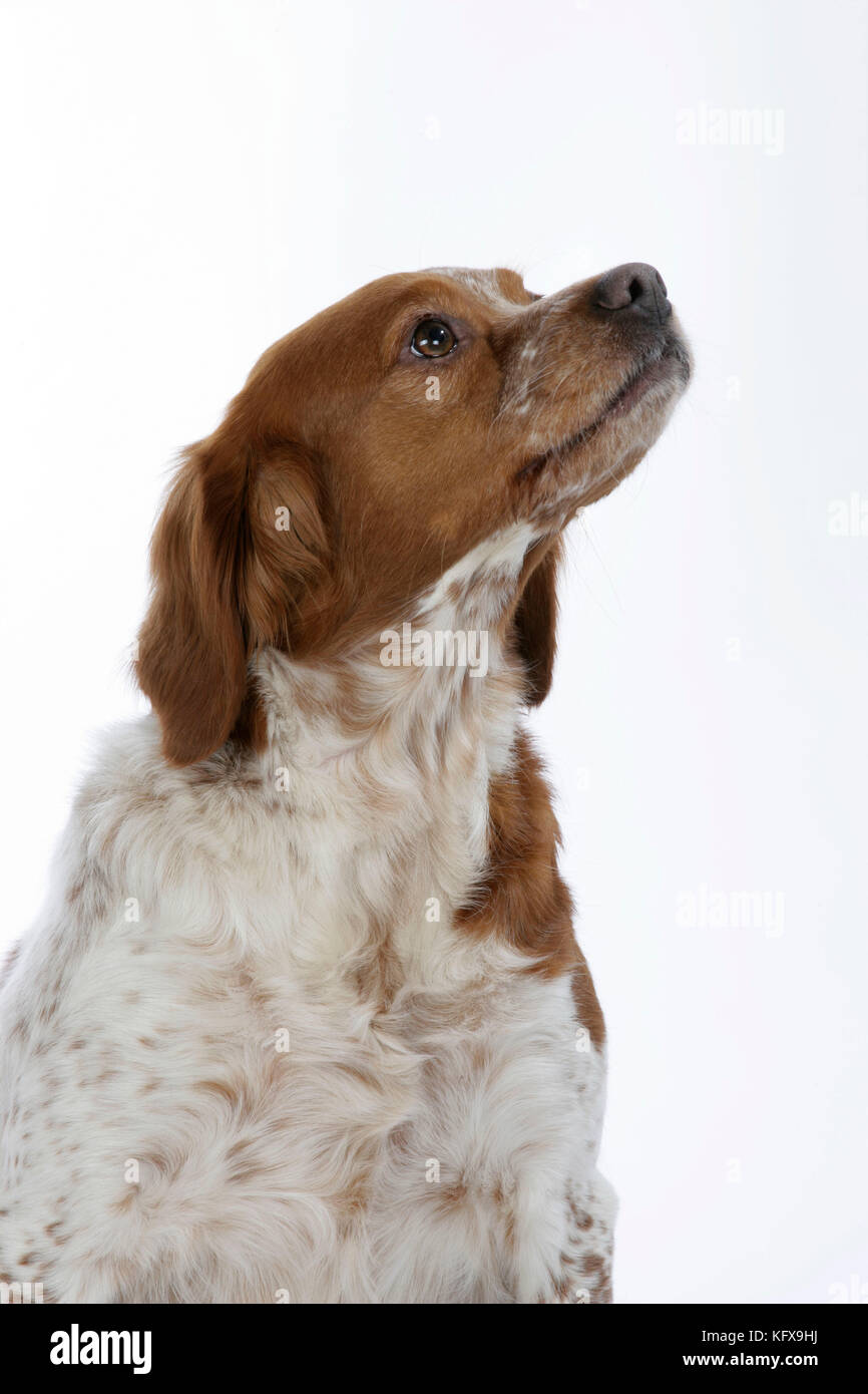 Brittany / Epagneul Breton DOG - female Stock Photo - Alamy