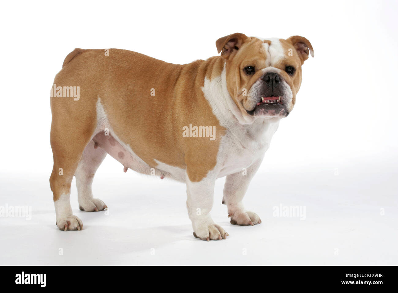 Bulldog - female, side view Stock Photo - Alamy