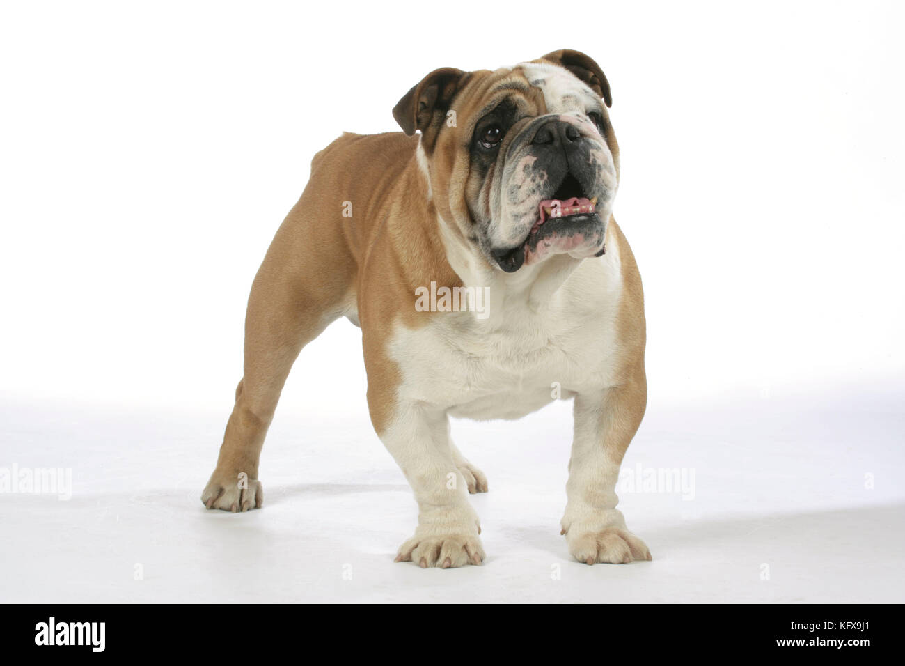 Male animals hi-res stock photography and images - Alamy