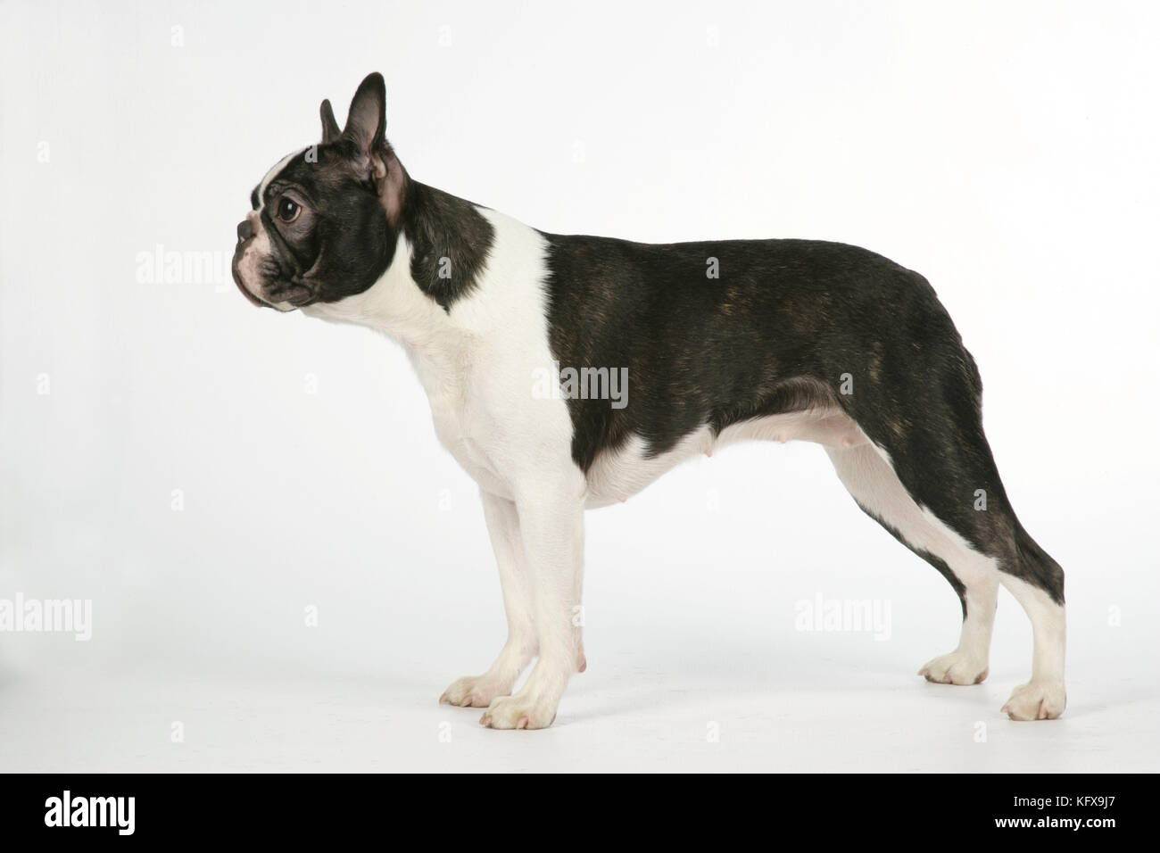 Dog - Boston Terrier, bitch standing. Side view Stock Photo - Alamy