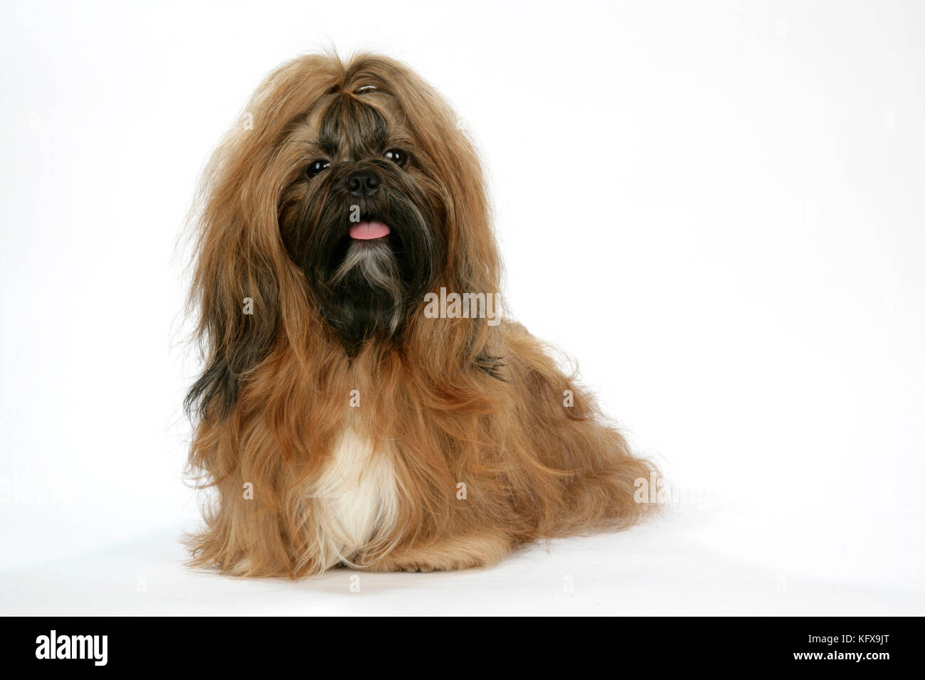 Pet pets dogs animal animals hi-res stock photography and images - Alamy