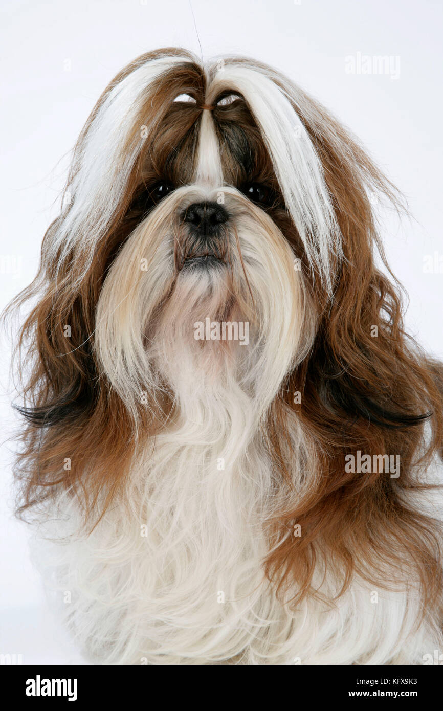Close up shih tzu hi-res stock photography and images - Alamy