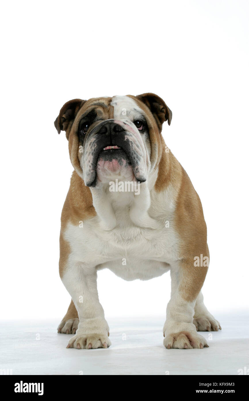 Bulldog - male standing up Stock Photo - Alamy