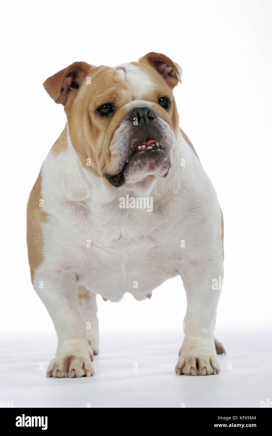 Bulldog - female standing up Stock Photo - Alamy