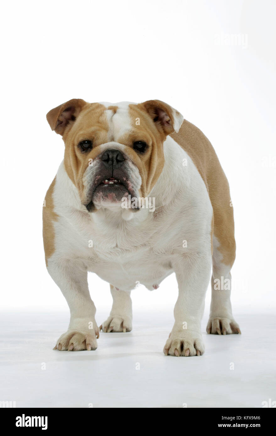 Bulldog - female standing up Stock Photo - Alamy