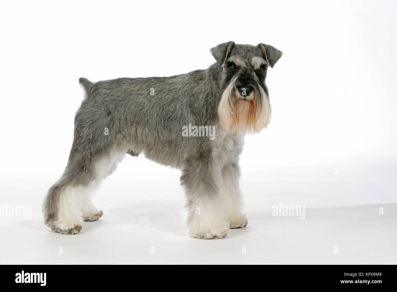 Dog - Miniature Schnauzer. Side view Stock Photo - Alamy