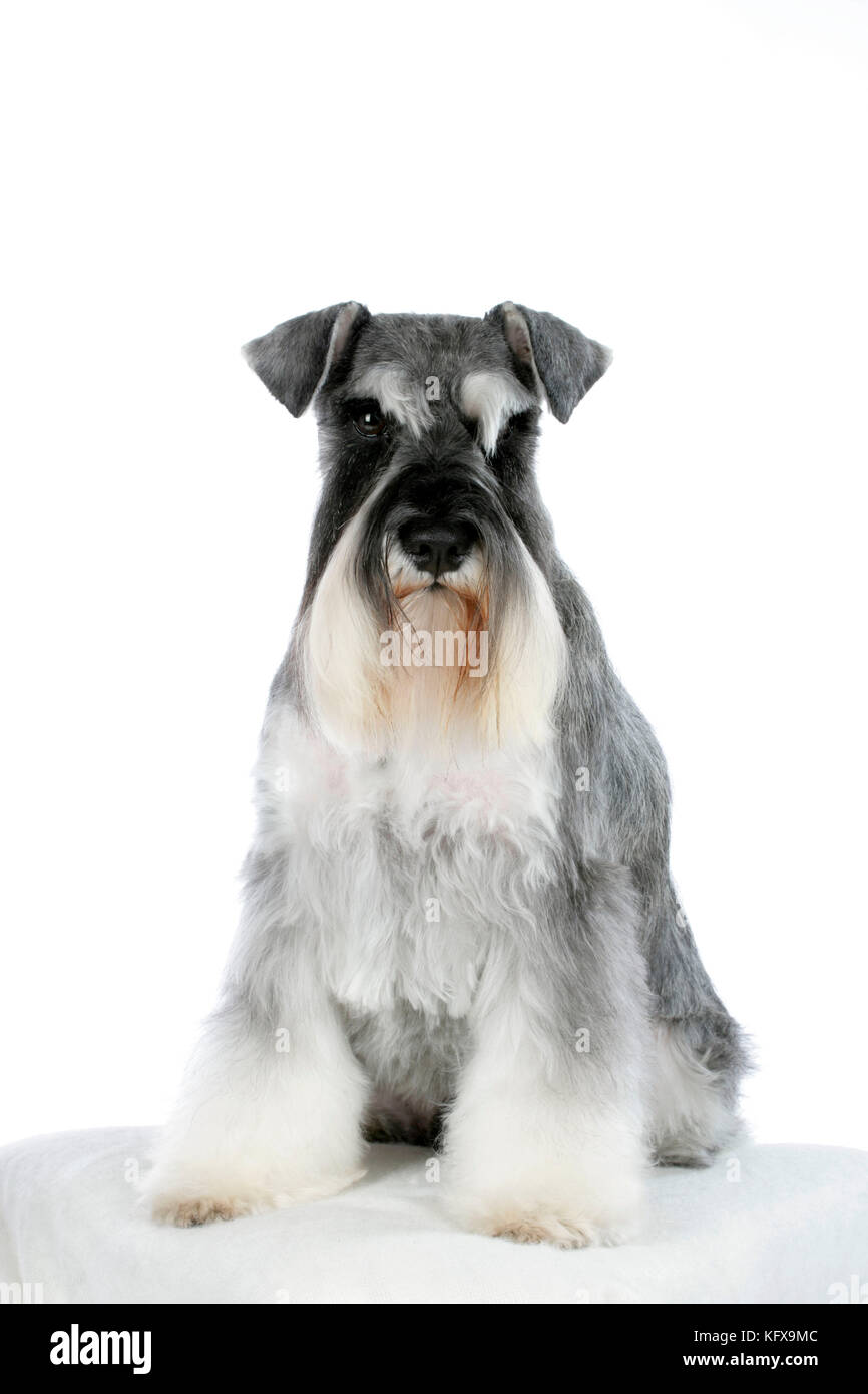 Dog - Miniature Schnauzer sitting down Stock Photo - Alamy