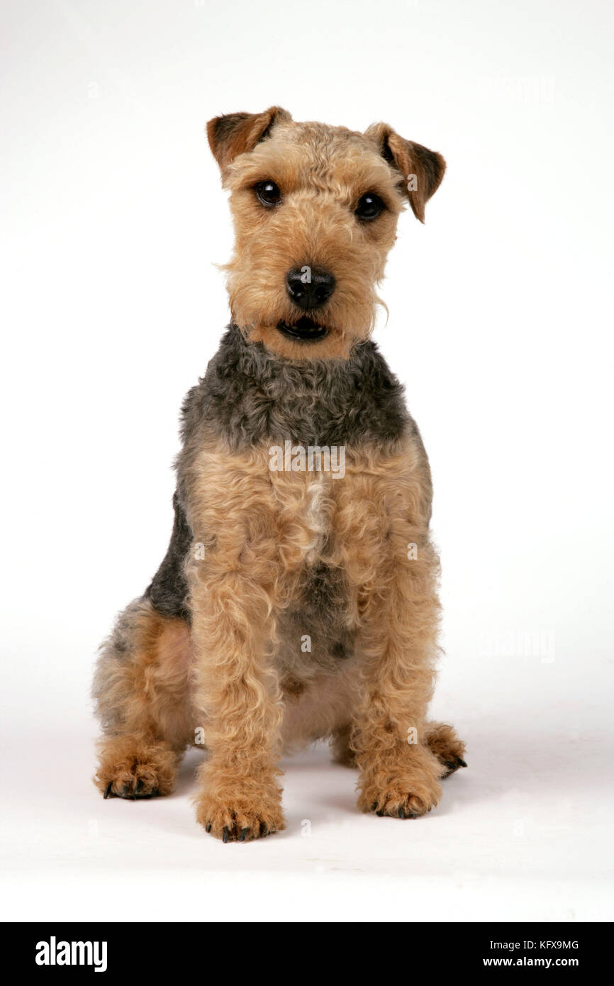 Dog - Lakeland Terrier sitting down Stock Photo - Alamy