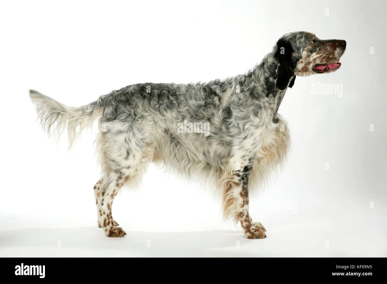 English animals hi-res stock photography and images - Alamy