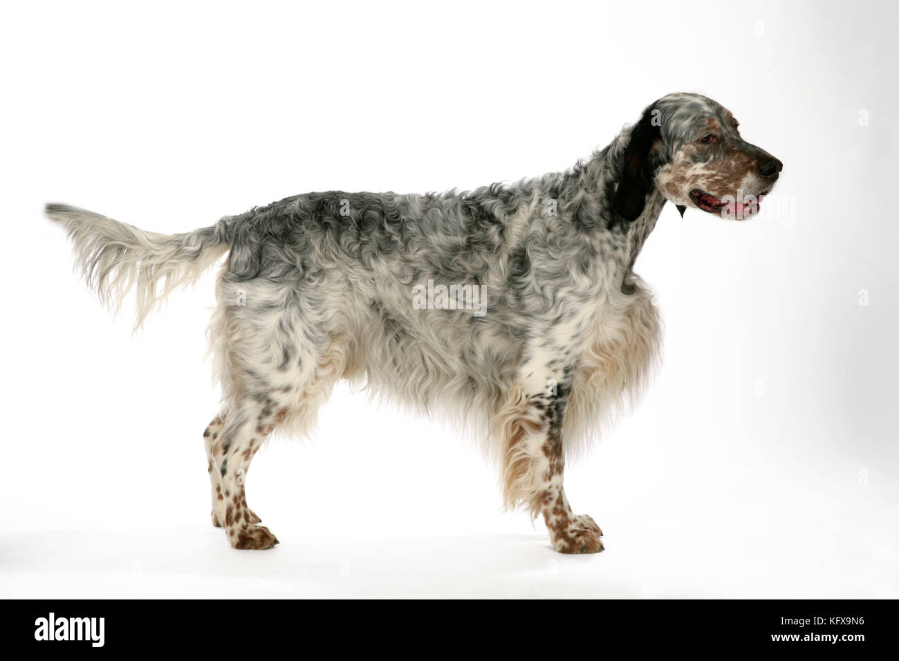 English animals hi-res stock photography and images - Alamy