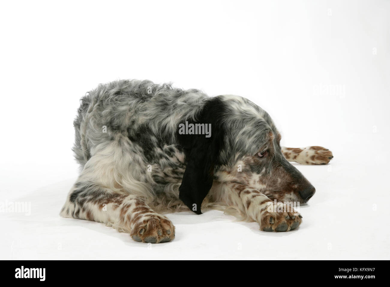 English Setter - lying down Stock Photo - Alamy