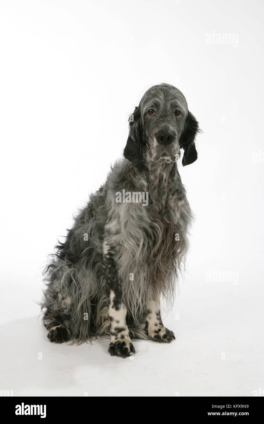 English Setter - sitting Stock Photo - Alamy
