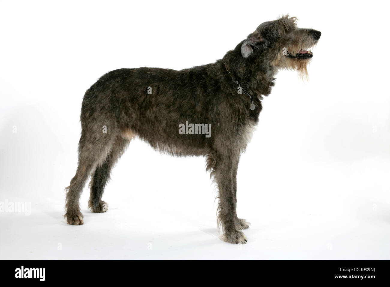 Wolfhound hi-res stock photography and images - Alamy
