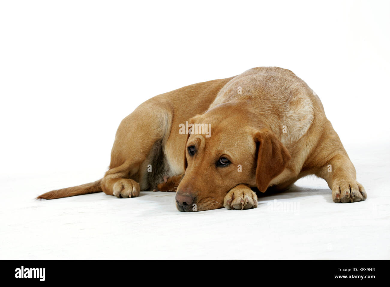 Labrador lying down hi-res stock photography and images - Alamy