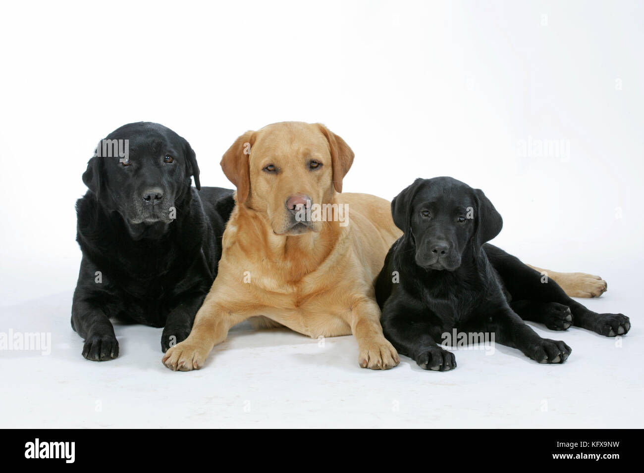Dogs - Black and Yellow Labradors with Black Labrador puppy - lying ...