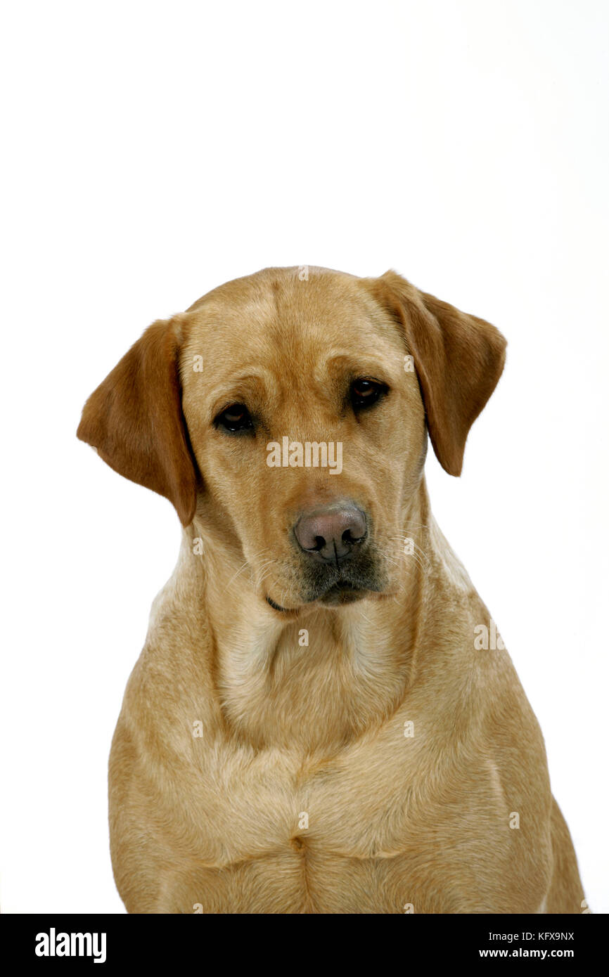 Dog - Yellow Labrador Stock Photo - Alamy