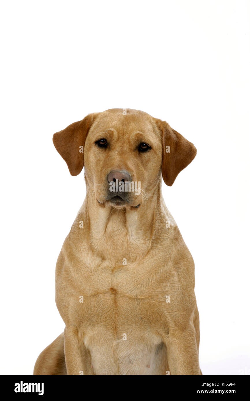 Labrador retriever yellow sitting hi-res stock photography and images ...